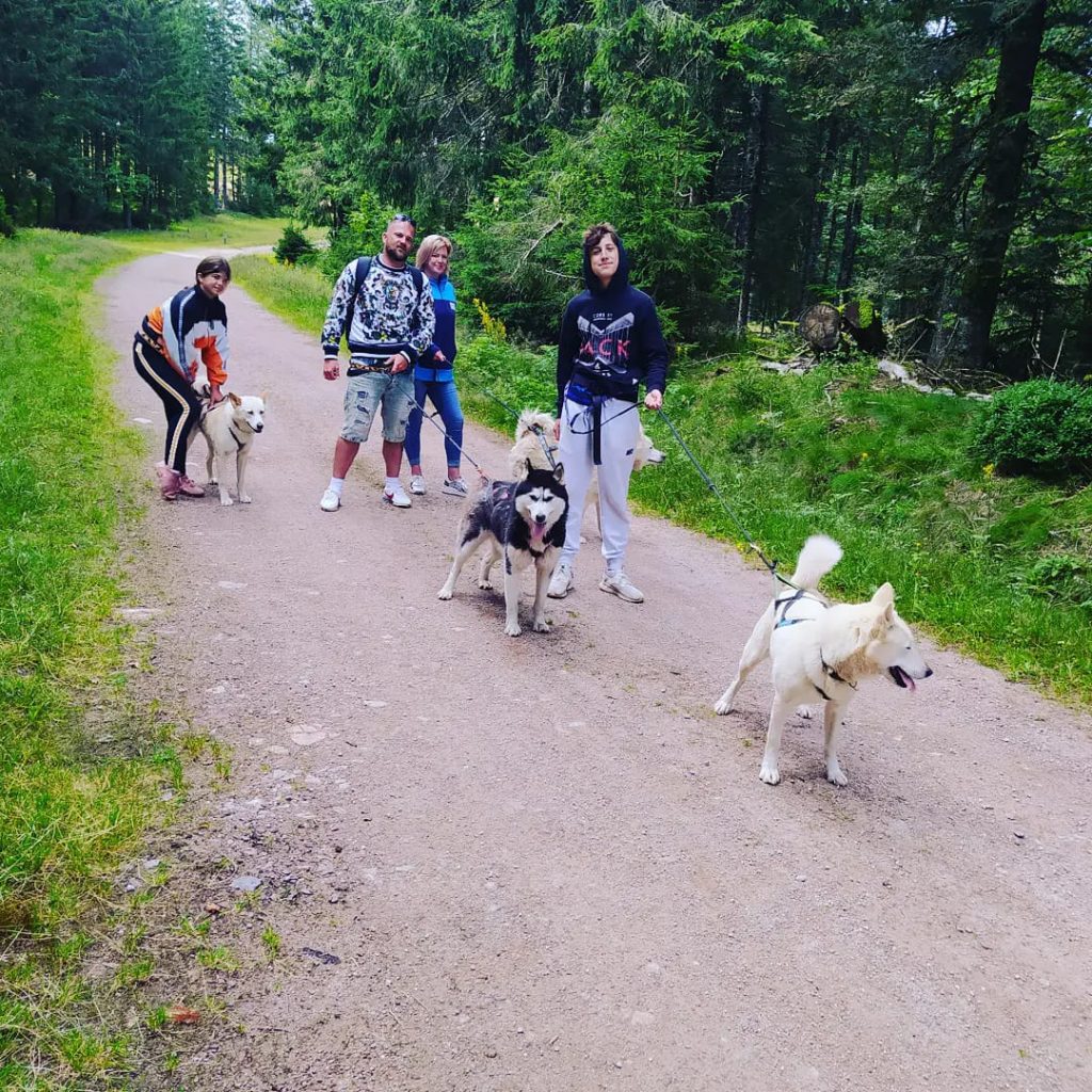 Le cani-rando à Gérardmer, vous connaissez ? - Le Lorrain